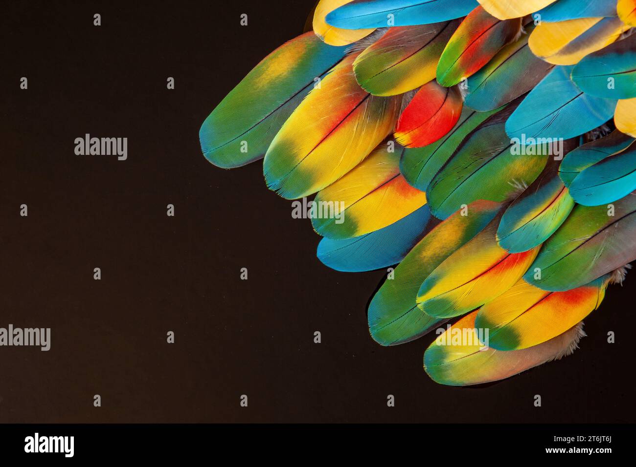 Colorful macaw feathers from the molting isolated on black background ...