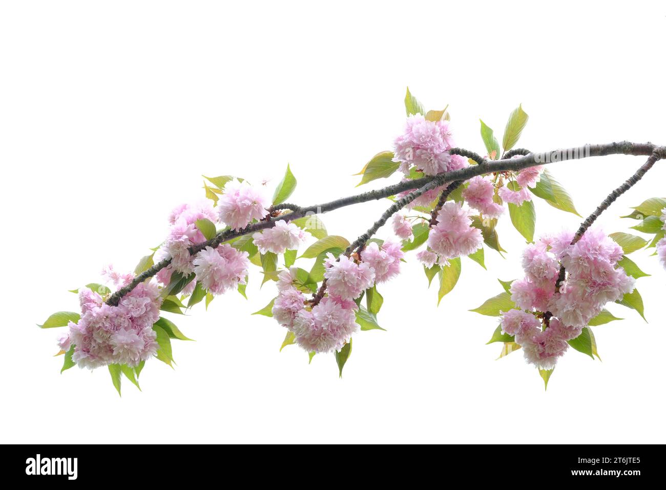 Great pink cherry blossom Prunus Serrulate Stock Photo - Alamy