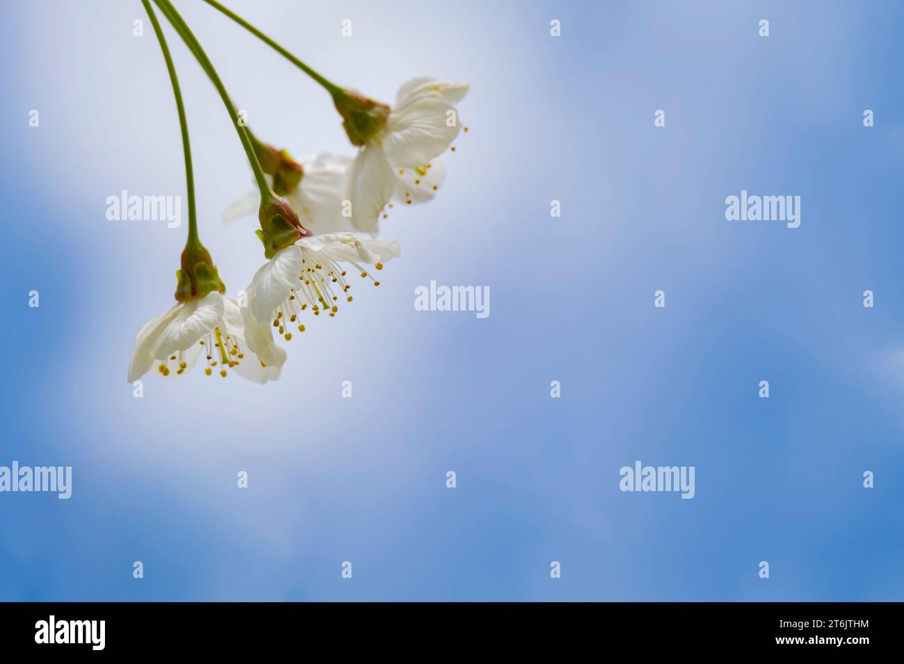 Great white cherry blossom Prunus Tai Haku Stock Photo - Alamy