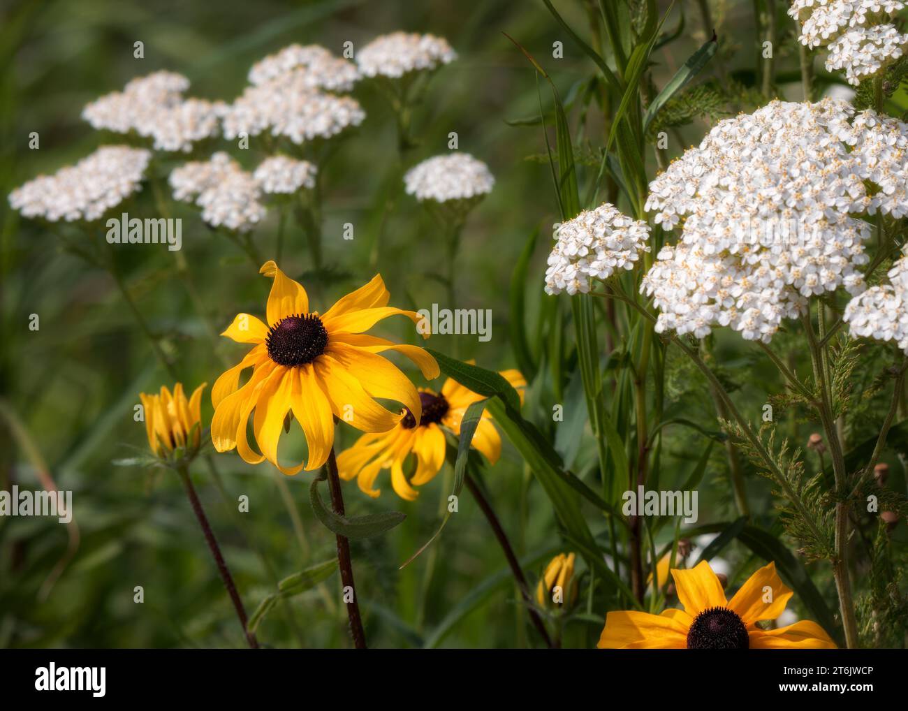 Close up of Black Eyed Susan (Rudbeckia hirta) wildflower yellow ...