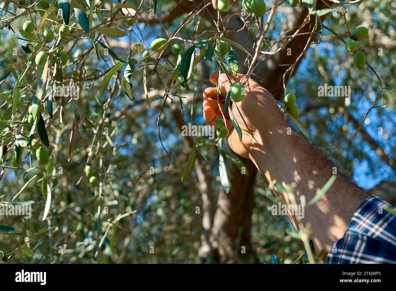 Mature gardener picking olives in olive tree garden. Man's hand colling ...
