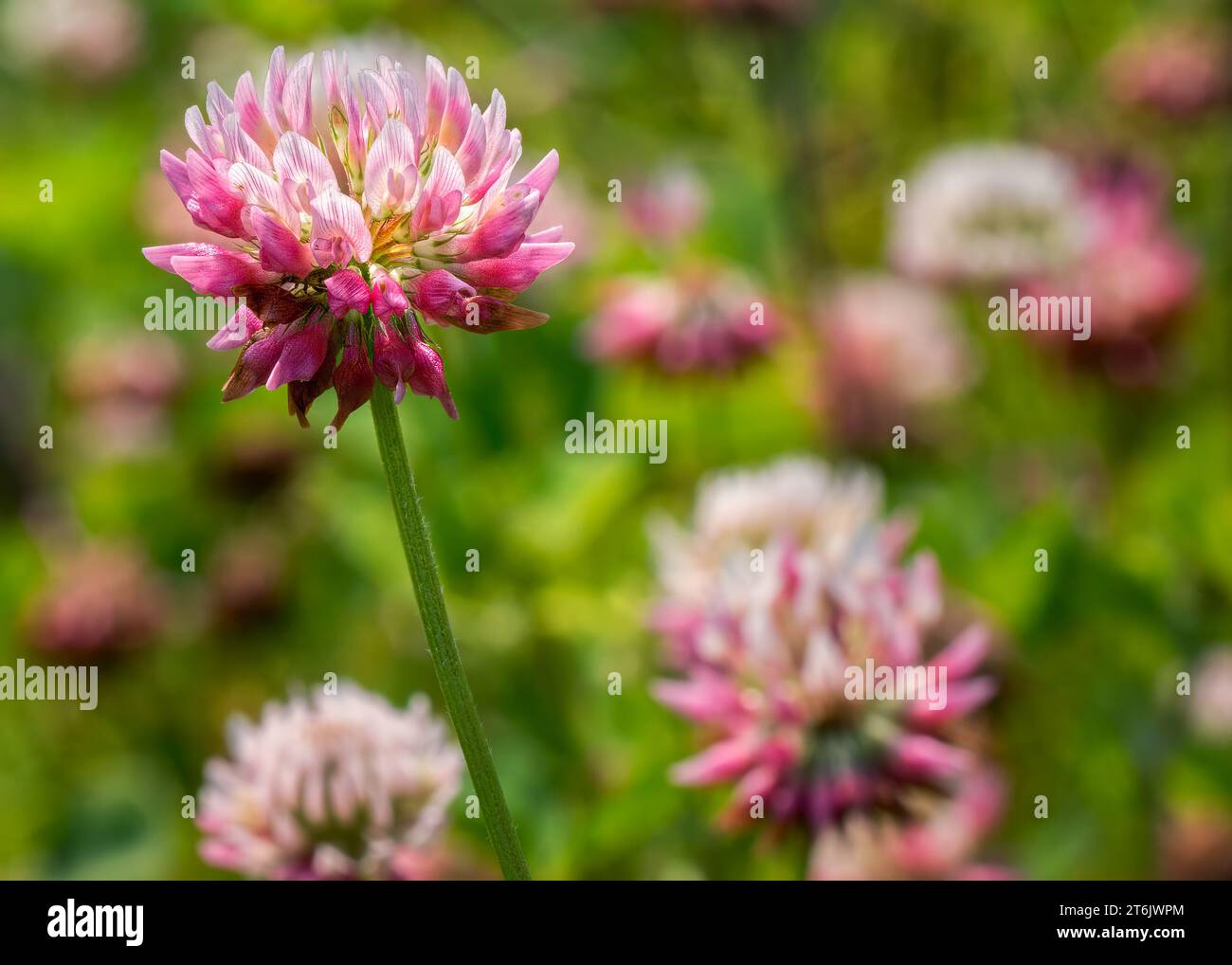 Close up of Alsike Clover (Trifolium) with nice background of clover in ...
