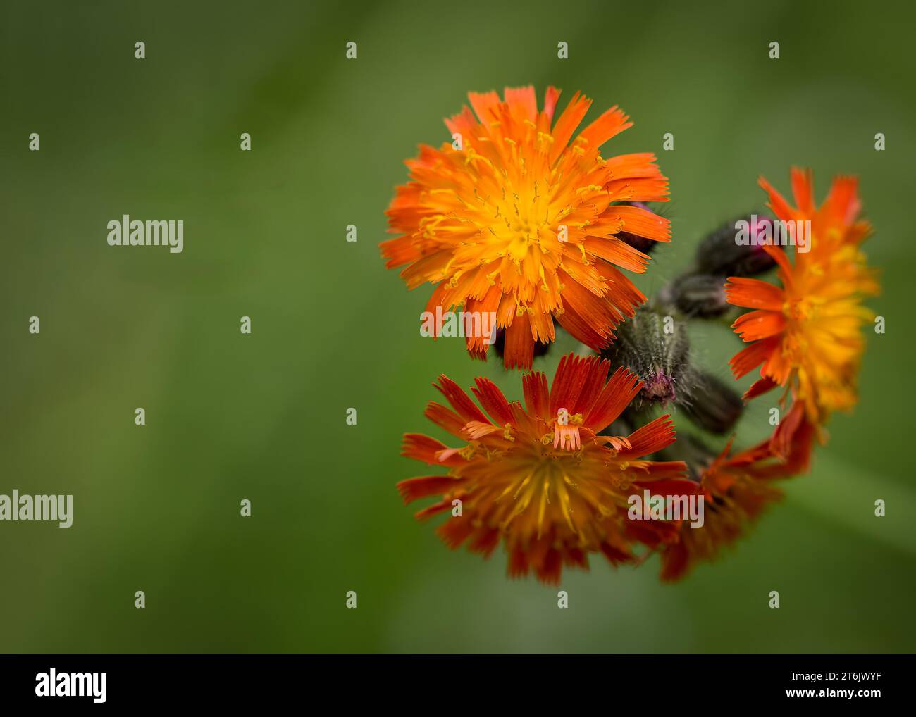 Close up Hawkweed, Hawk Weed (Hieracium) wildflower orange blossoms ...