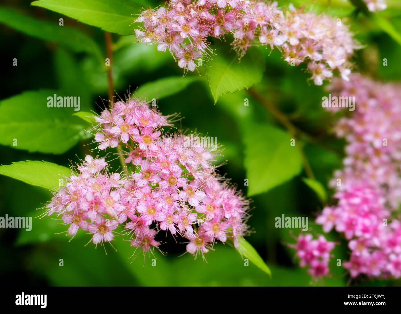 Close up of Japanese Spiraea (Spiraea japonica) purple blossoms growing ...