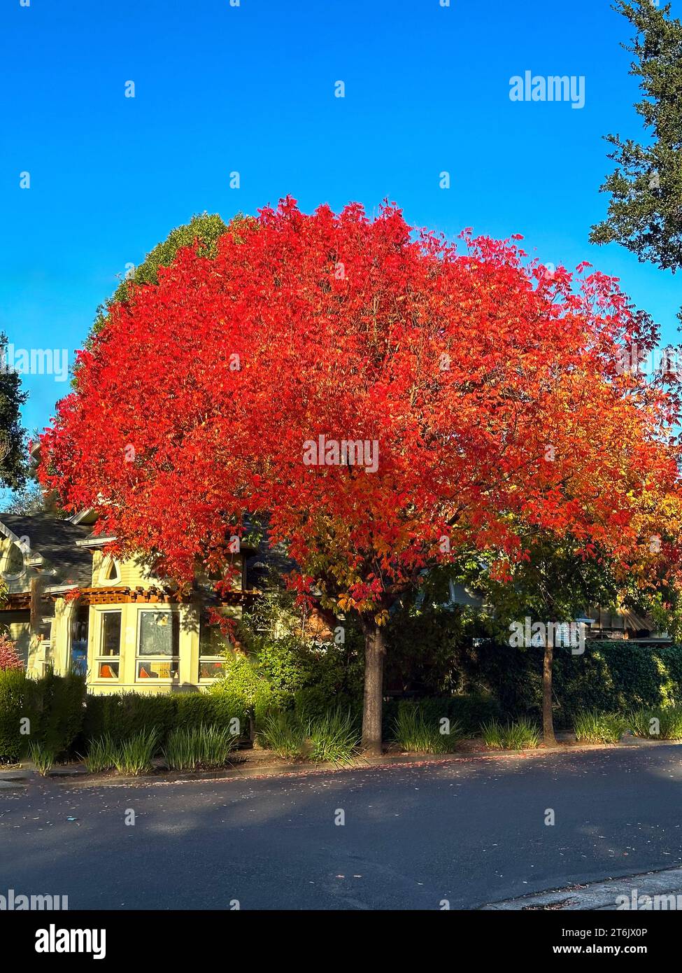 Chinese pistache tree hi-res stock photography and images - Alamy