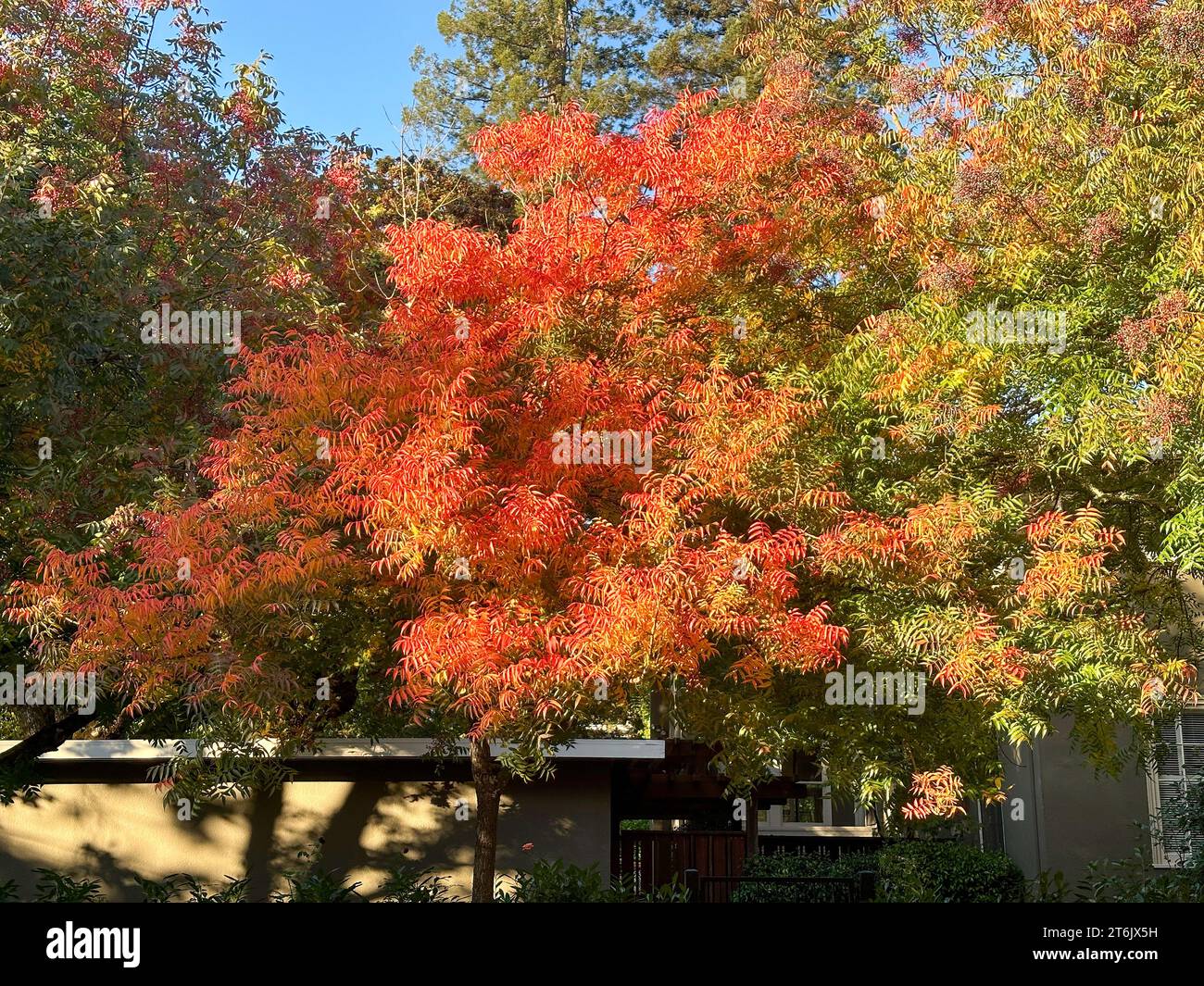 Chinese pistache tree hi-res stock photography and images - Alamy