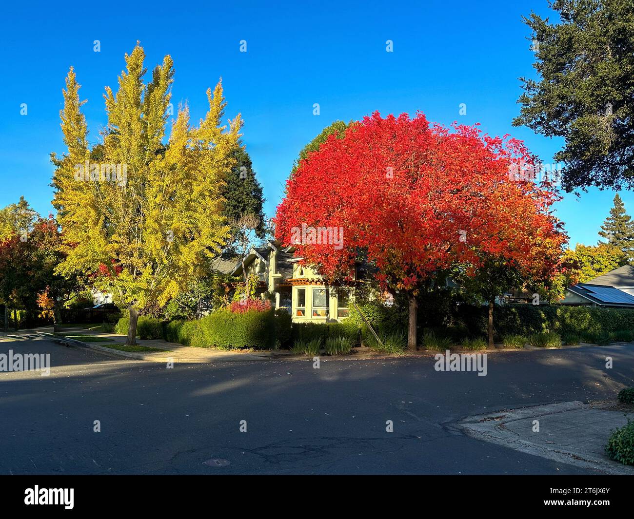 A large gingko and Chinese Pistachio is turning red in the autumn. It ...