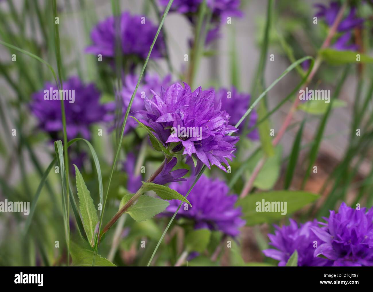 Blossoms of Purple Bee Balm (Monarda fistulosa) flowers growing in the ...