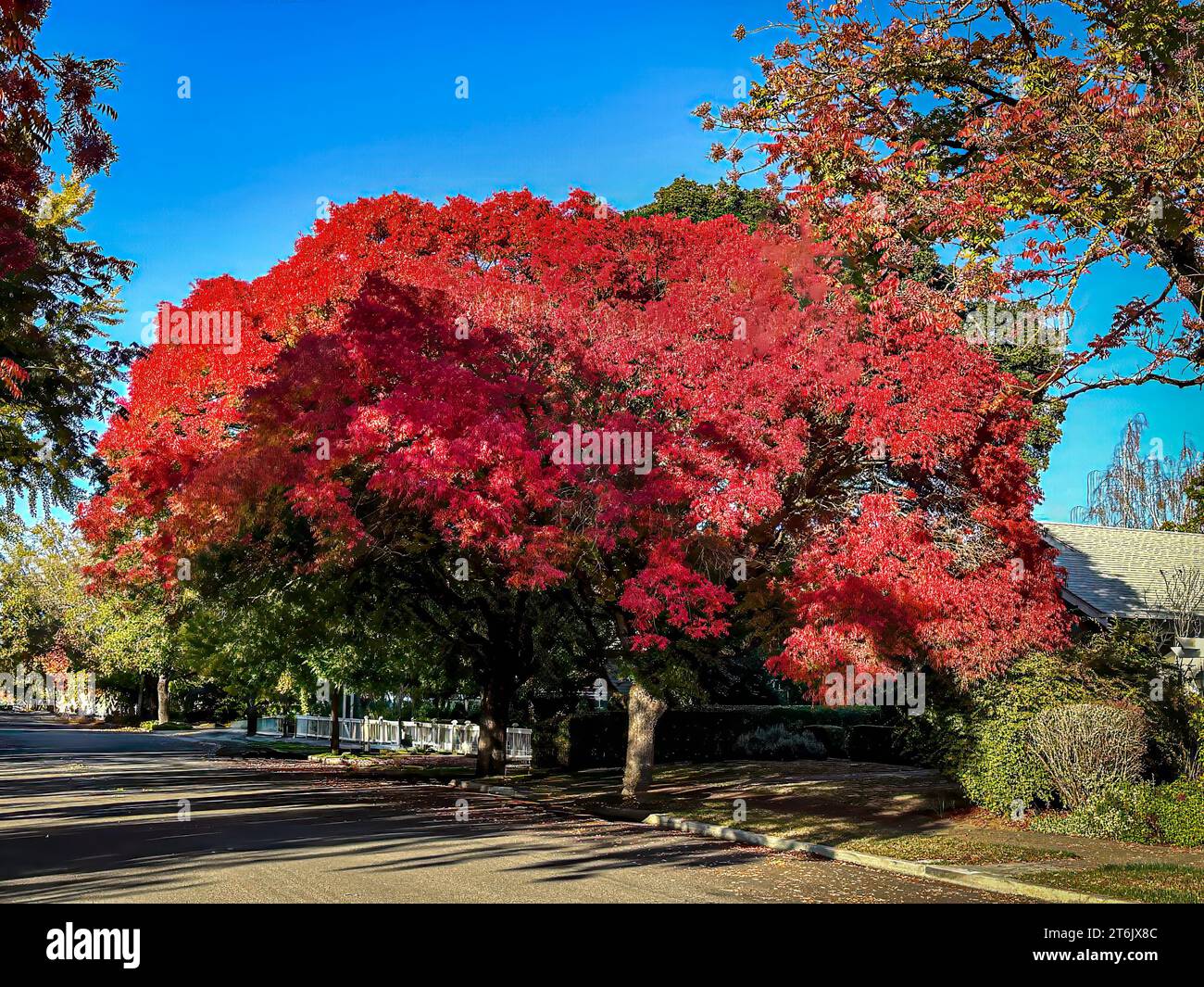 Chinese pistache tree hi-res stock photography and images - Alamy