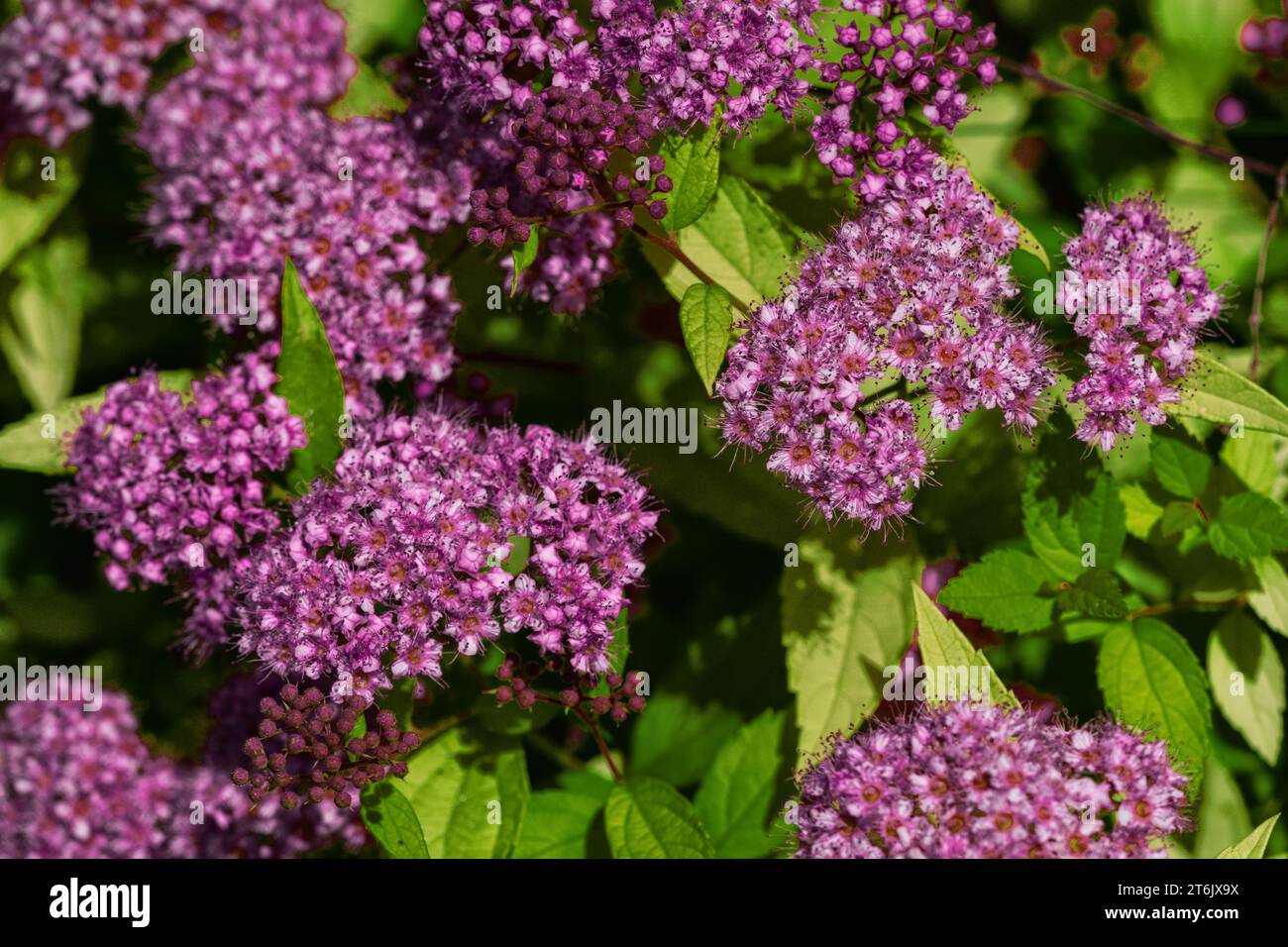 Summer in the country. Plants and flowers in the garden of a country ...
