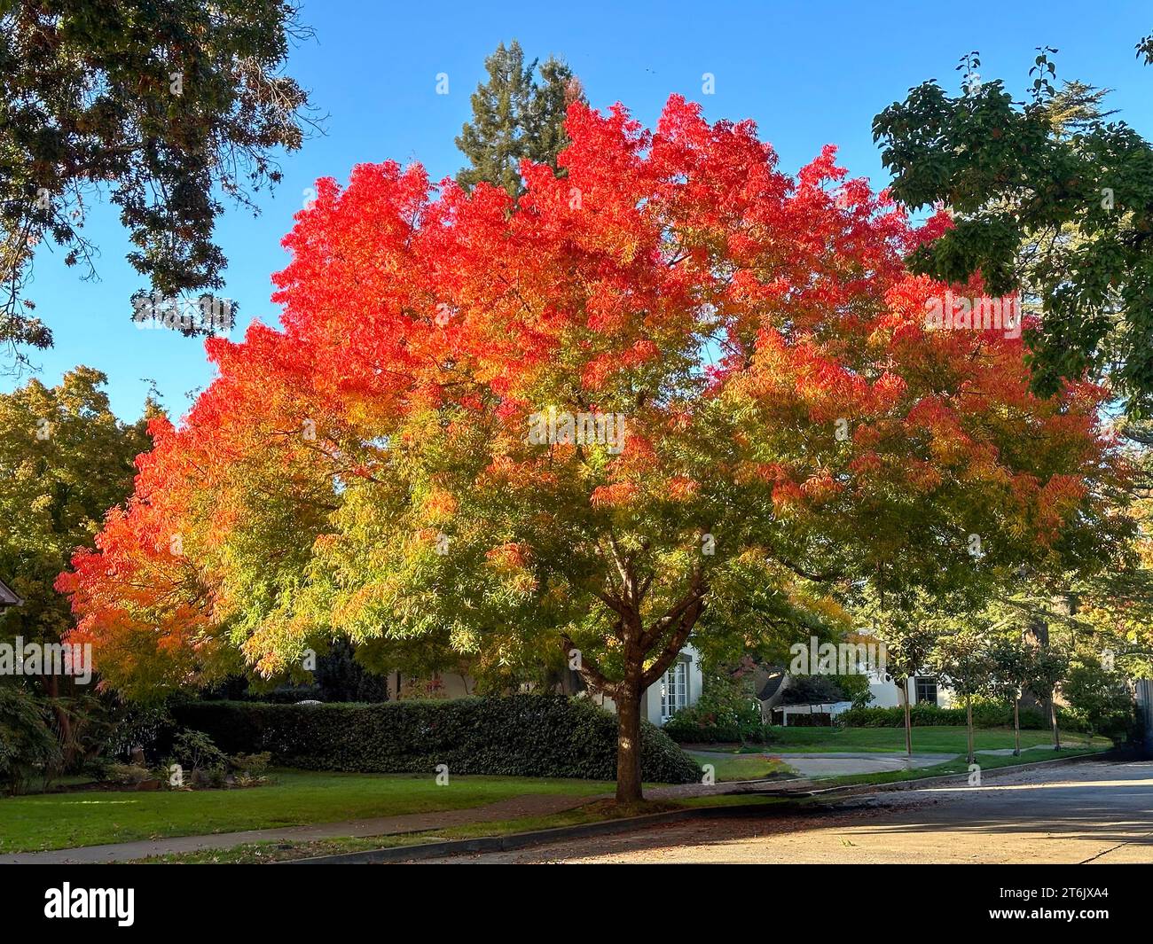 Chinese pistache tree hi-res stock photography and images - Alamy
