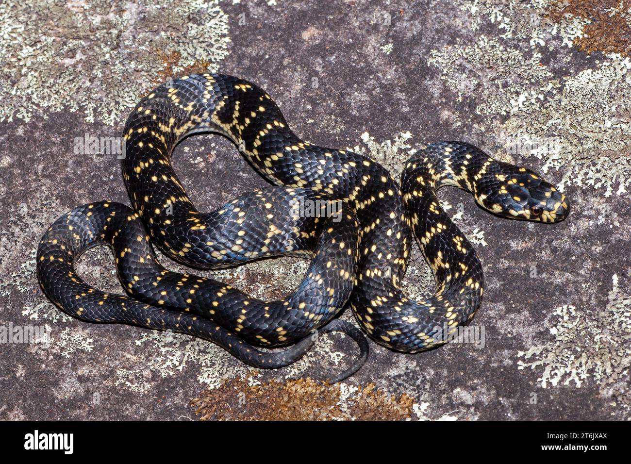 Endangered Australian Broad-headed Snake Stock Photo - Alamy