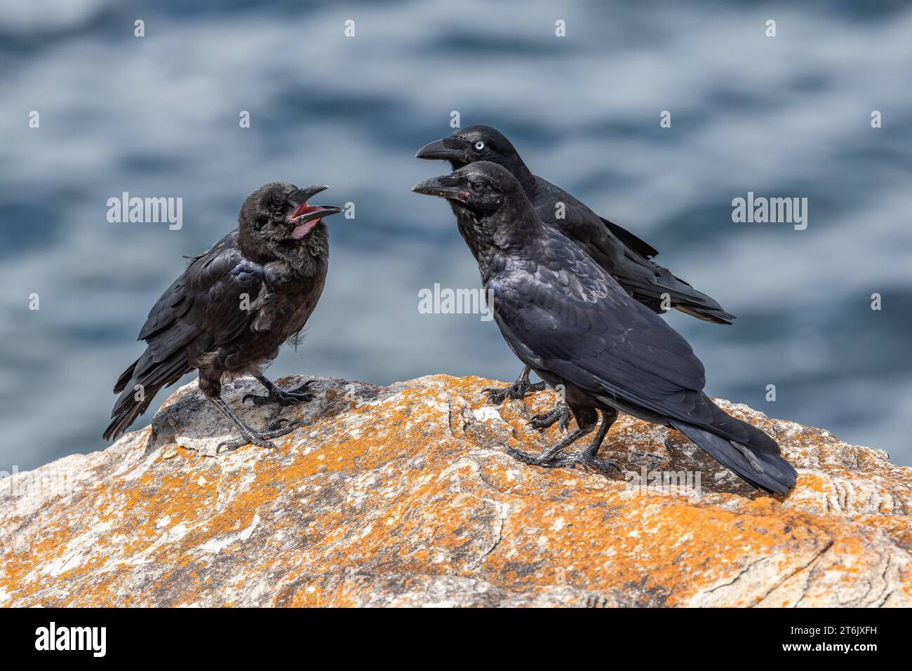 Younger birds hi-res stock photography and images - Alamy