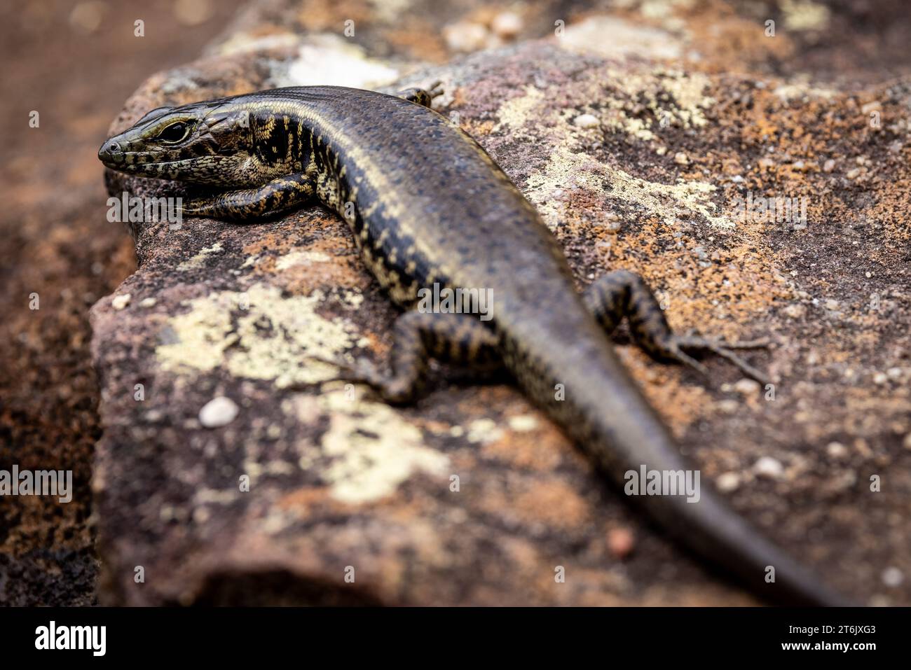 Australian Eastern Water Skink basking on sandstone rock Stock Photo ...