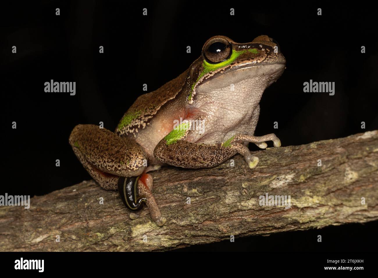 Australian Blue-Mountains Tree Frog with a leech attached to leg Stock ...