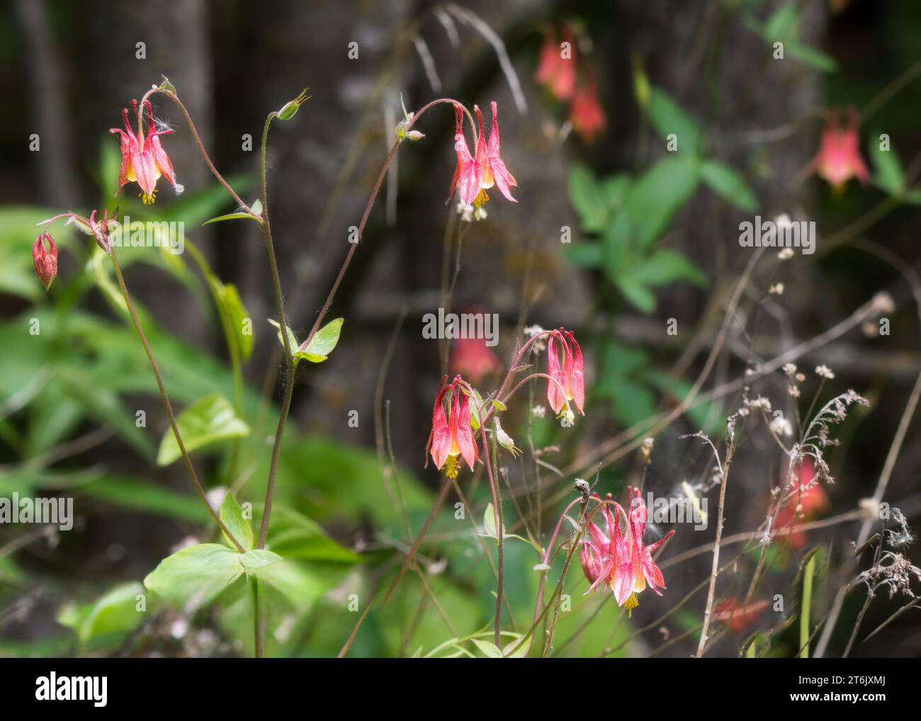 Photo of wild Red Columbine (Aquilegia canadensis) wildflower red ...