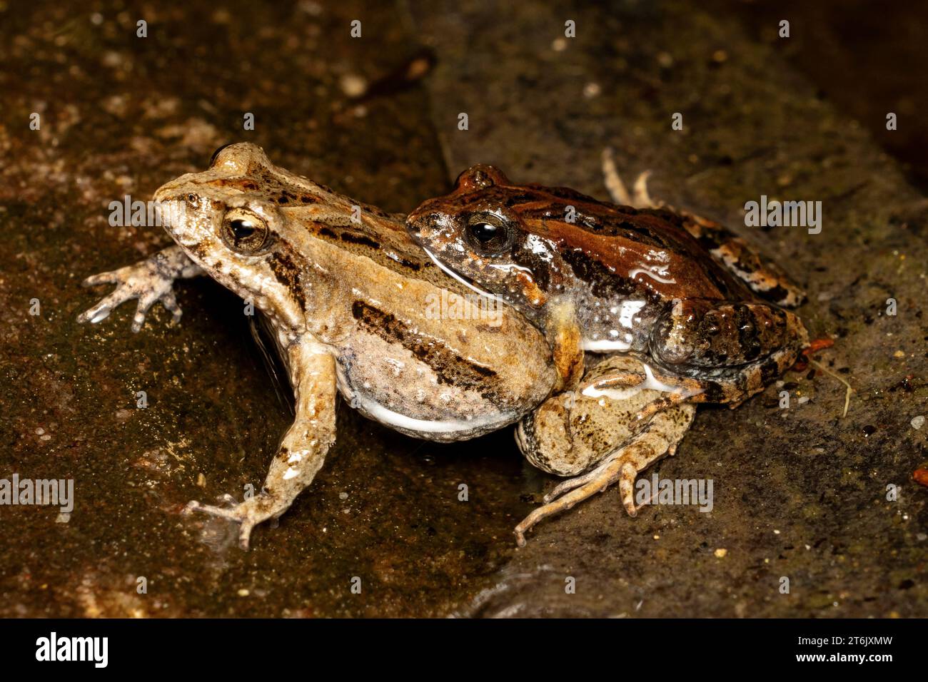 Australian Common Eastern Froglet's in amplexus Stock Photo - Alamy