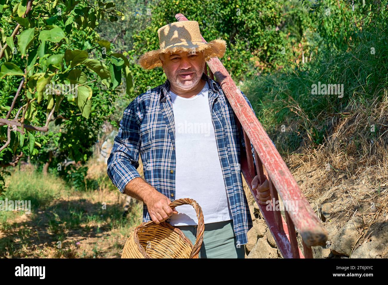Mature gardener man carrying ladder for picking olive in olive tree ...