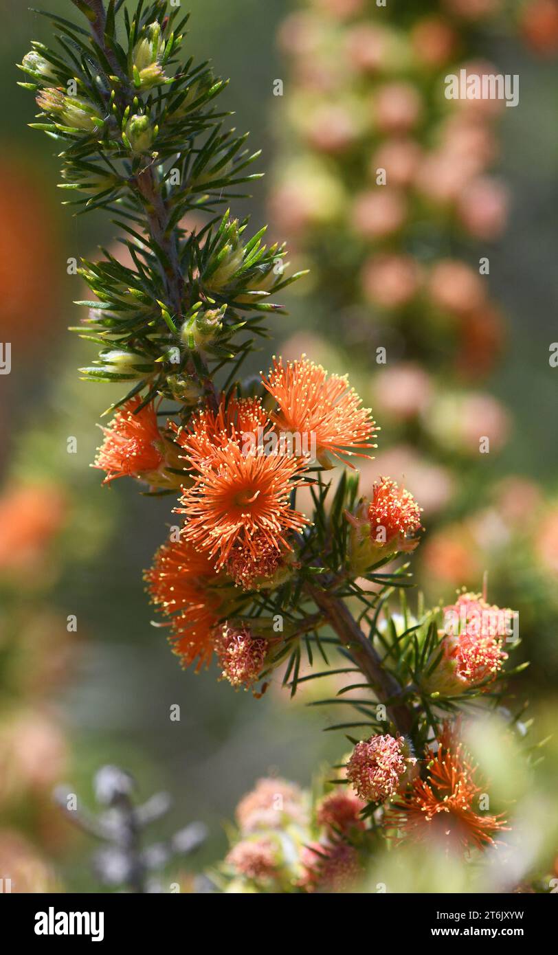 Orange flowers of the poorly known Australian native plant Rusty ...