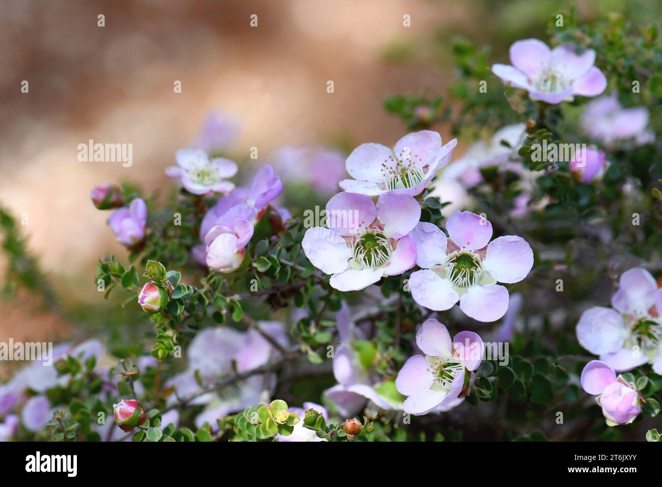 Pink blossoms of the Australian native Round Leaf Tea Tree Leptospermum ...
