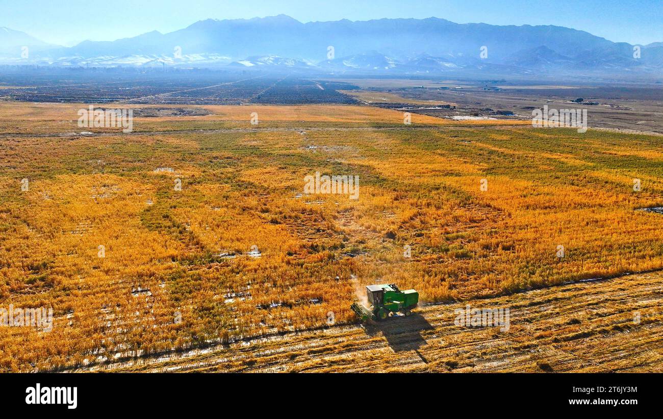 ZHANGYE, CHINA - NOVEMBER 10, 2023 - Farmers drive large harvesters to harvest millet in Xiyang ...