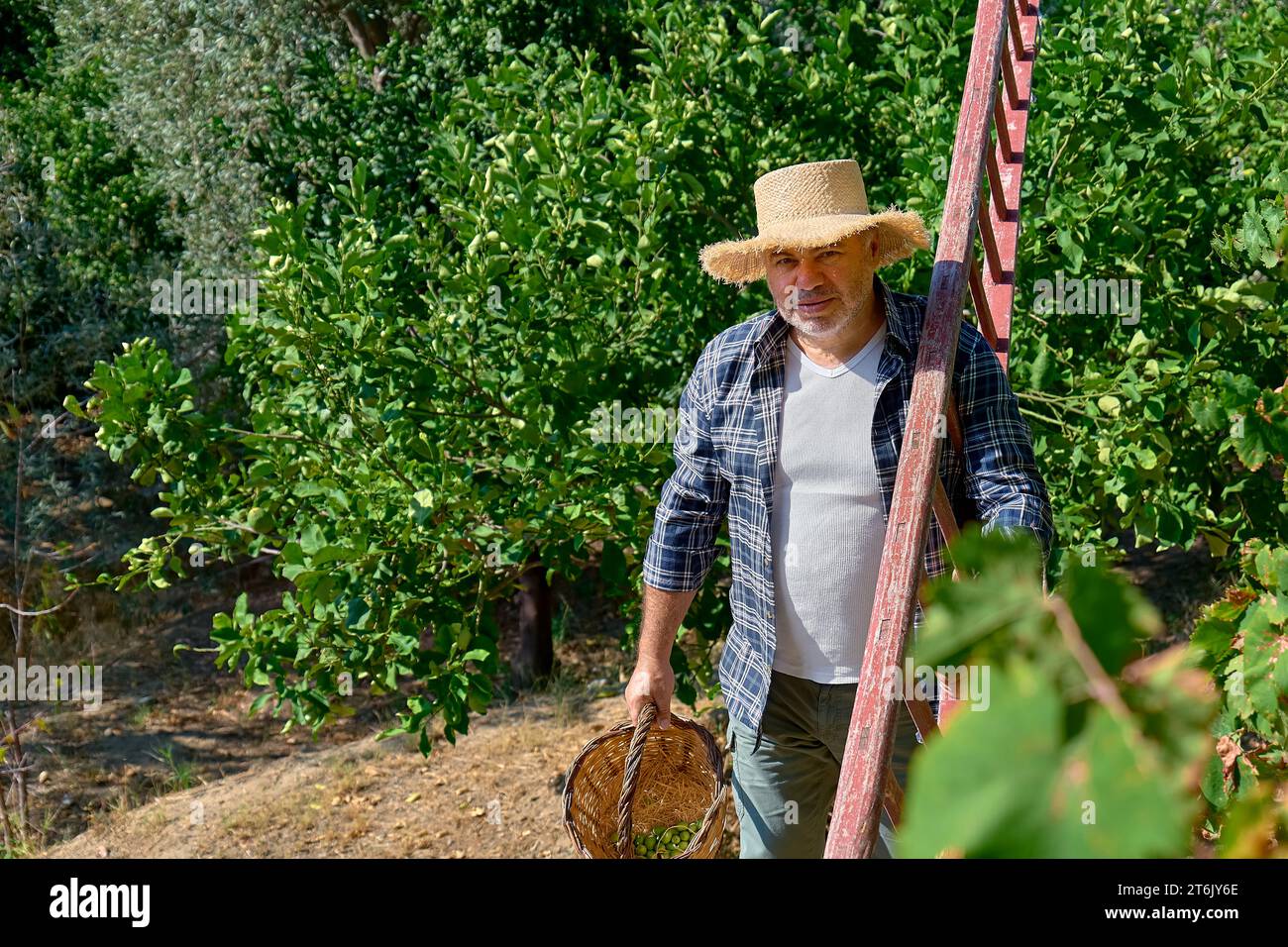 Olive tree garden hi-res stock photography and images - Alamy
