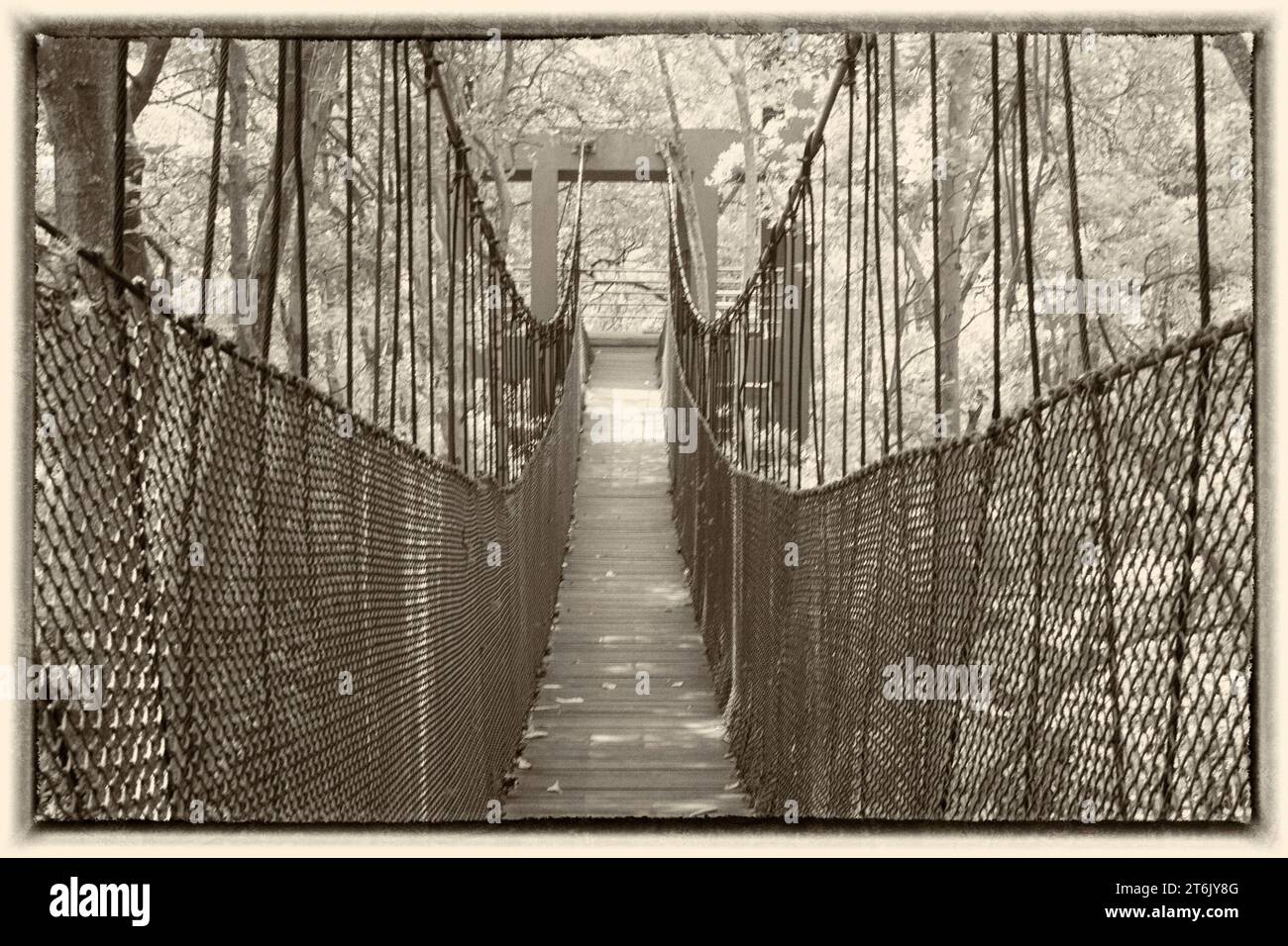 infrared image of the rickety rope bridge at the mangrove forest Stock ...