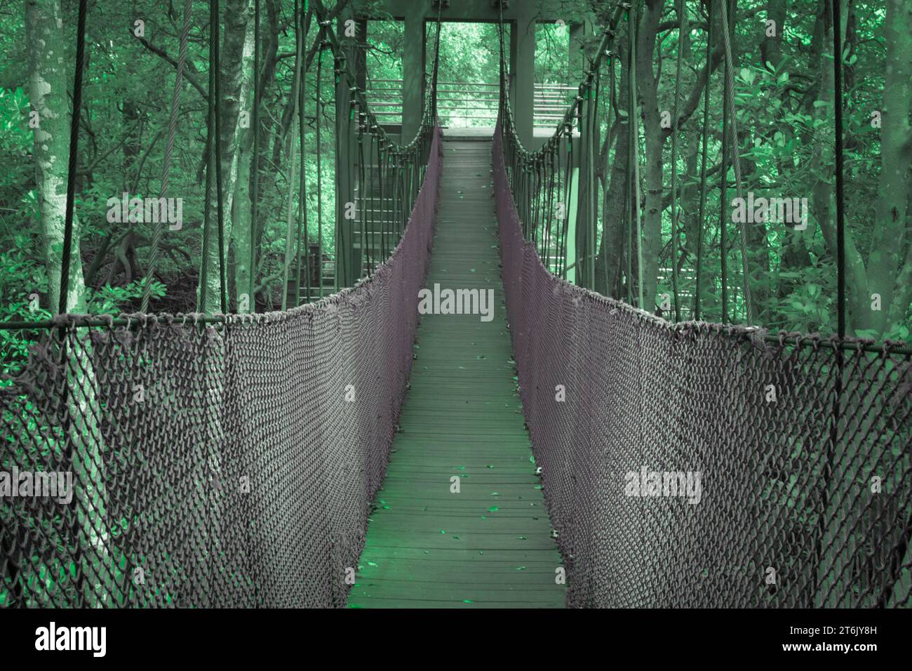 infrared image of the rickety rope bridge at the mangrove forest Stock ...