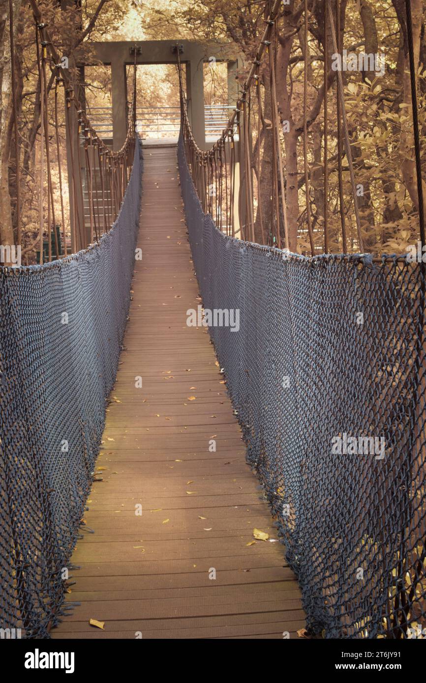 infrared image of the rickety rope bridge at the mangrove forest Stock ...