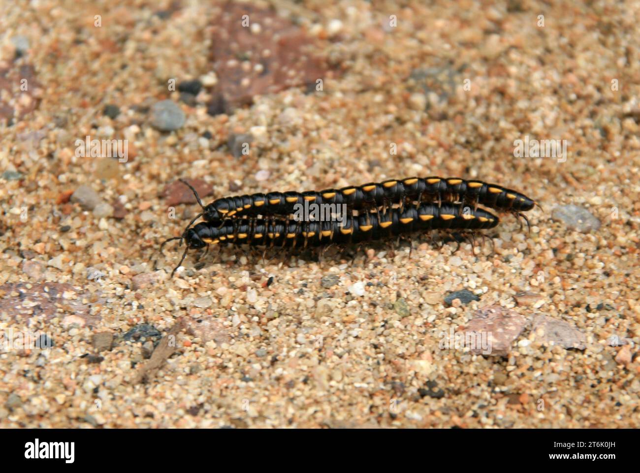 Multi legged insects hi-res stock photography and images - Alamy