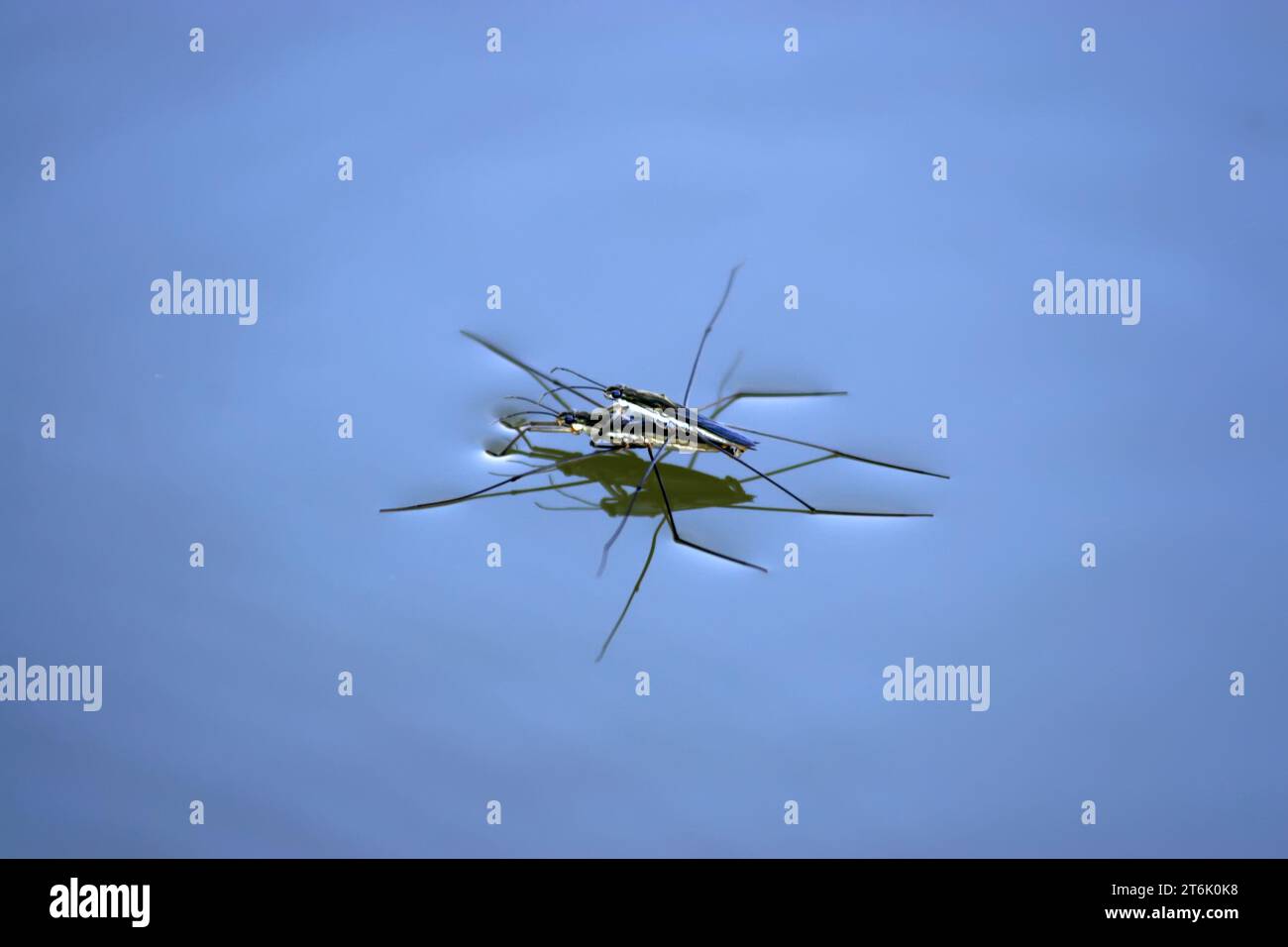 two insects carrying intimately glide in the water Stock Photo - Alamy