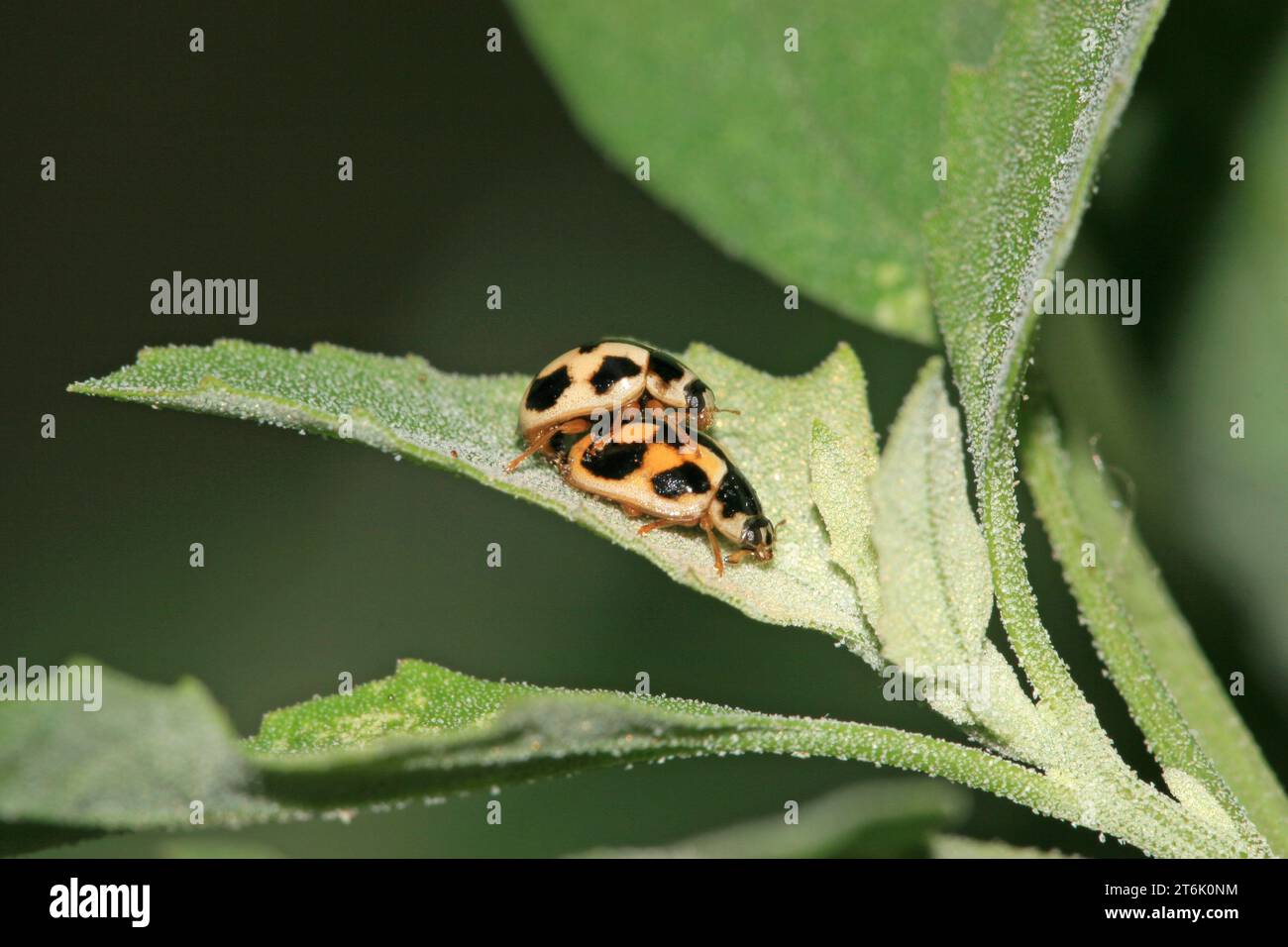 a kind of insects named ladybug in the wild, north china Stock Photo ...