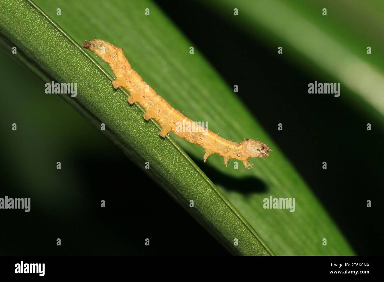 insect larvae lies on the leaf blade, china Stock Photo - Alamy