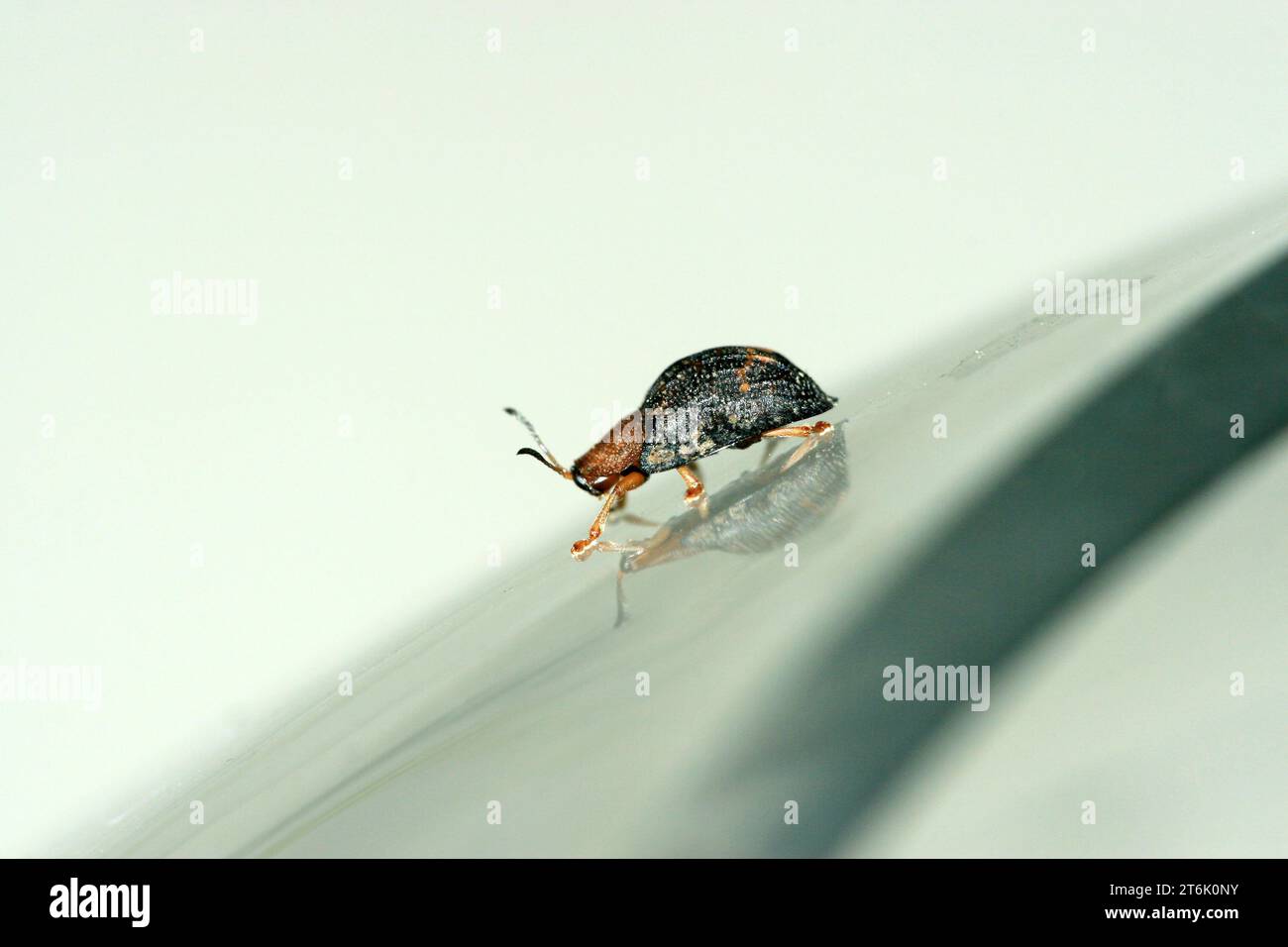 a kind of funny insects in coleoptera Stock Photo - Alamy