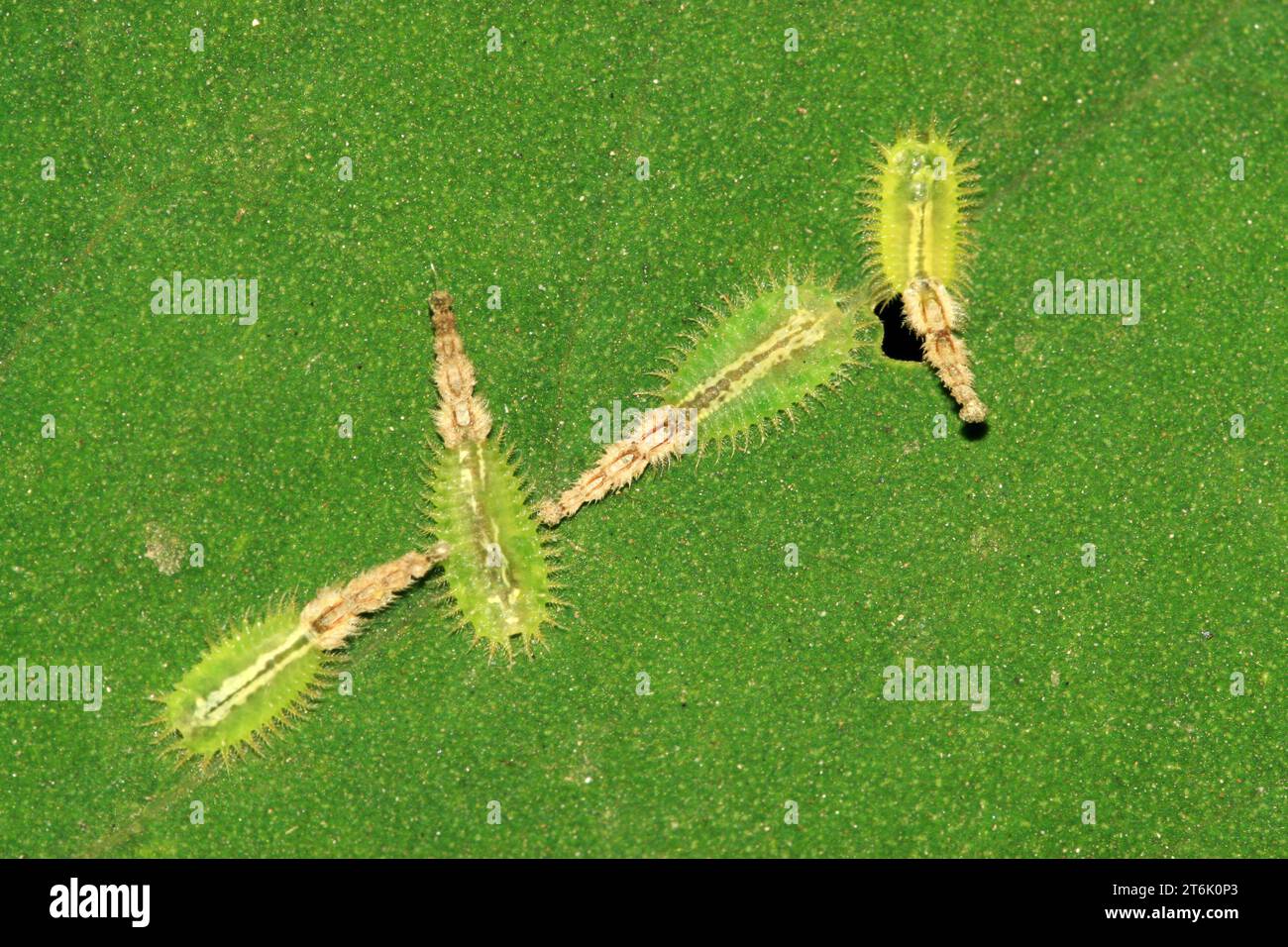 a kind of funny insects in coleoptera Stock Photo - Alamy