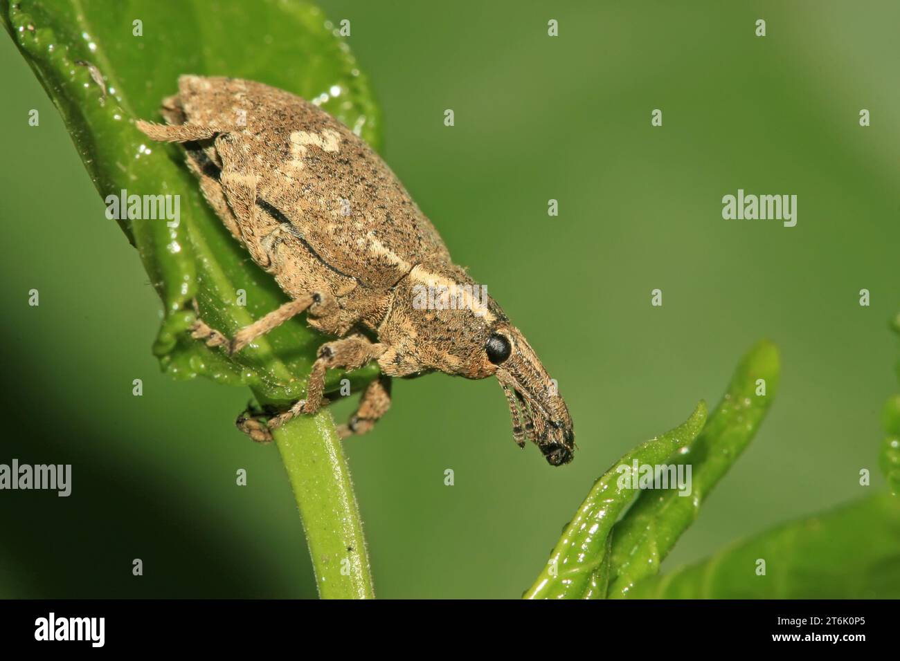a kind of insect has a long nose Stock Photo - Alamy