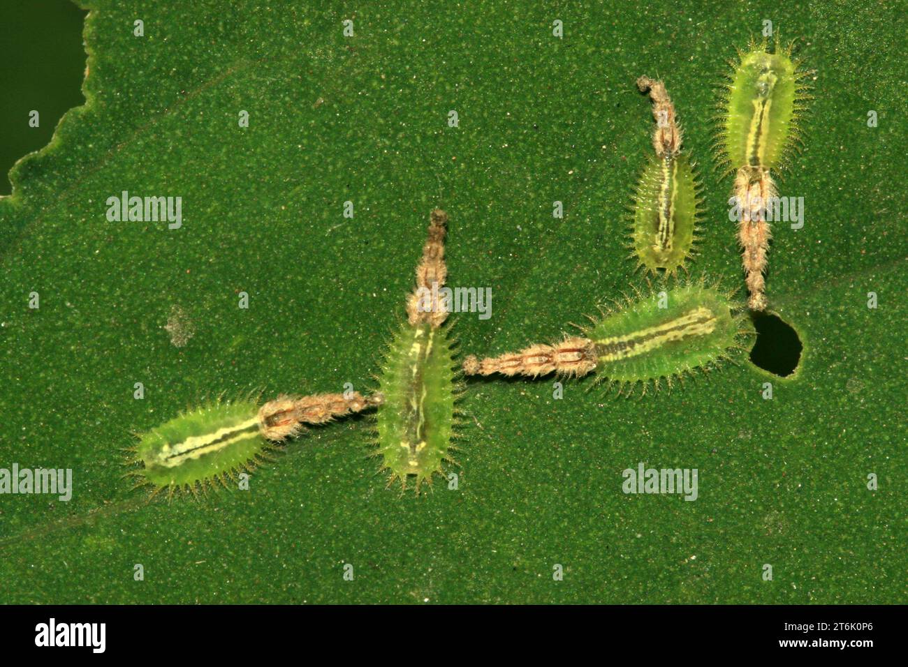 a kind of funny insects in coleoptera Stock Photo - Alamy
