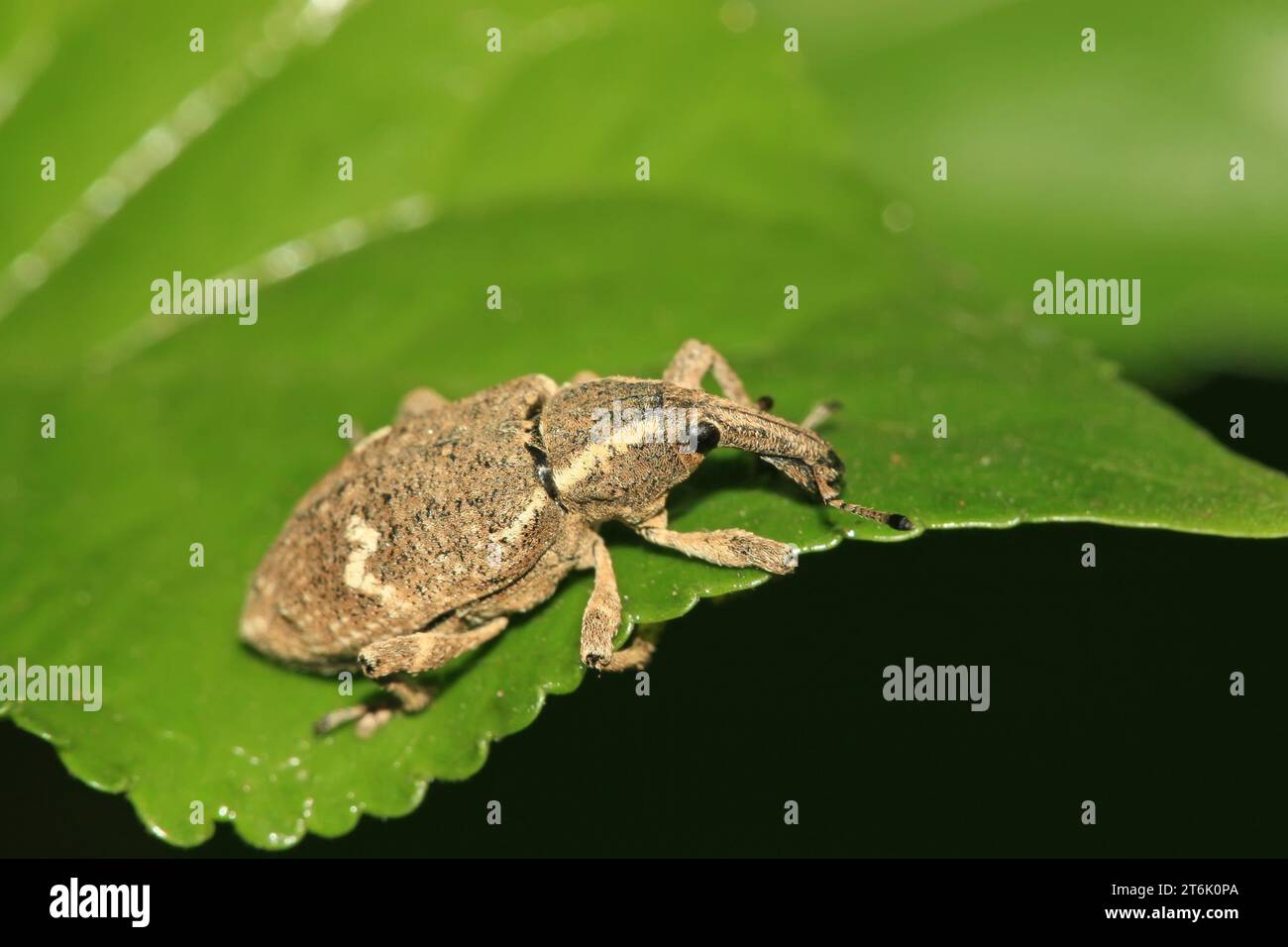 a kind of insect has a long nose Stock Photo - Alamy