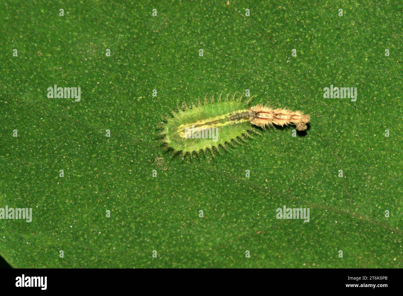 a kind of funny insects in coleoptera Stock Photo - Alamy