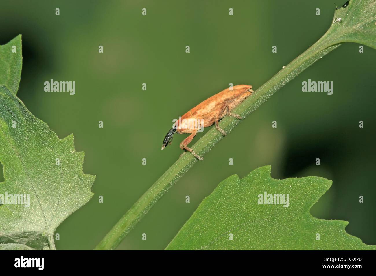 Big nose insect hi-res stock photography and images - Alamy