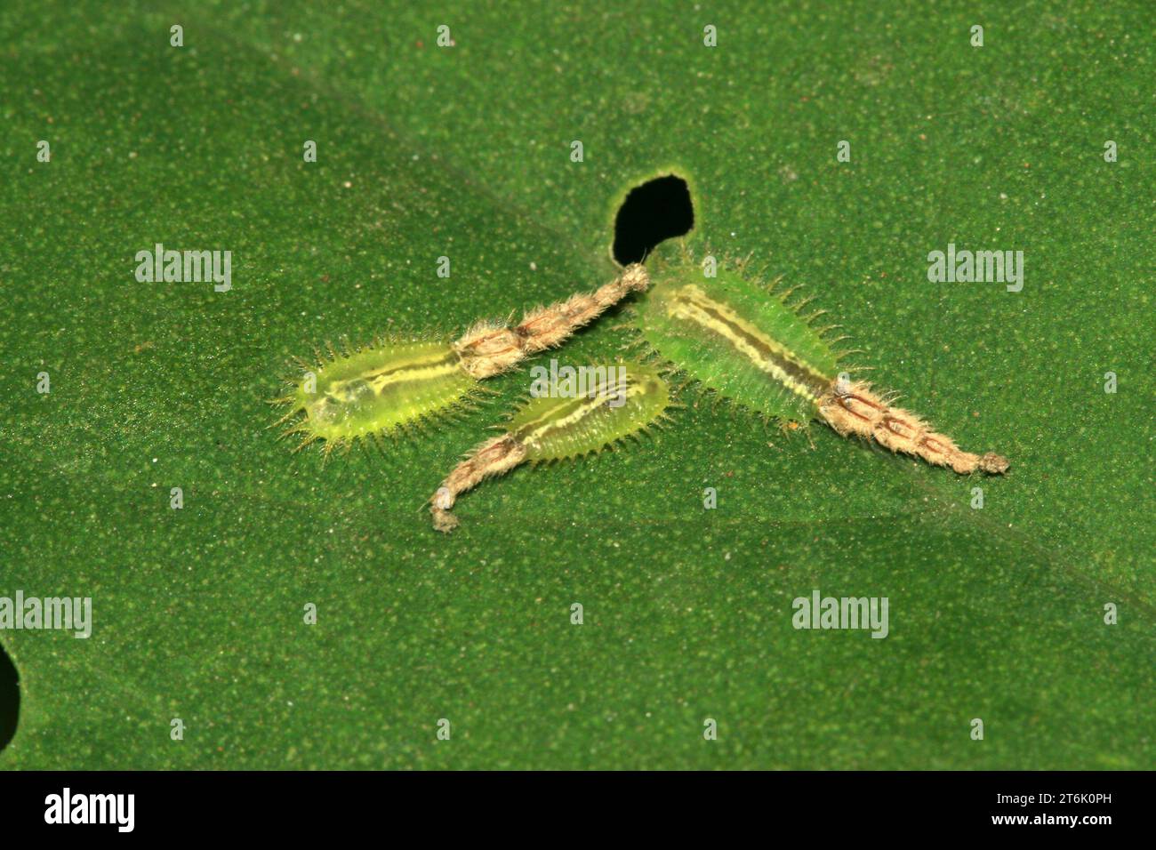 a kind of funny insects in coleoptera Stock Photo - Alamy