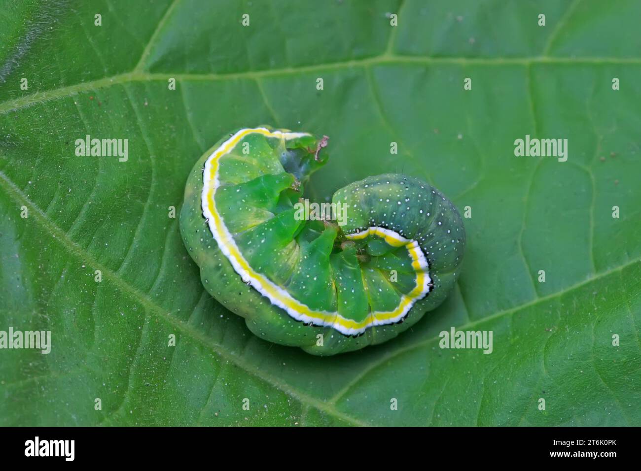 beet armyworm larvae on green leaf in the wild, north china Stock Photo ...