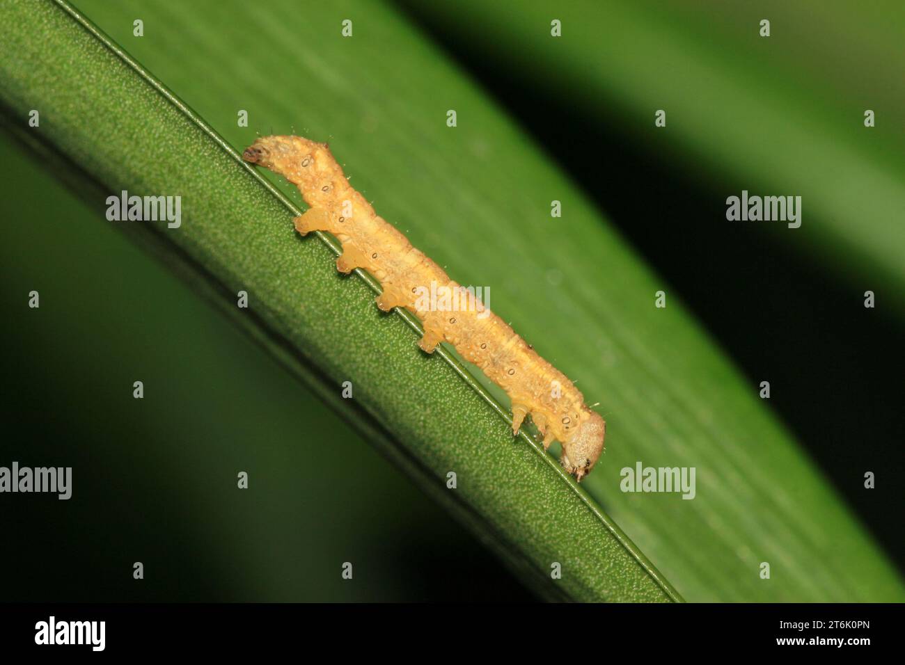 insect larvae lies on the leaf blade, china Stock Photo - Alamy