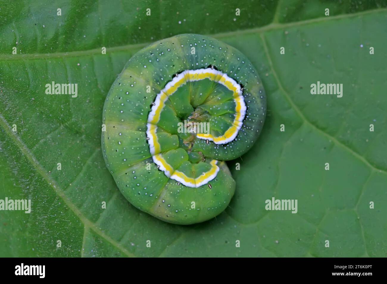 beet armyworm larvae on green leaf in the wild, north china Stock Photo ...