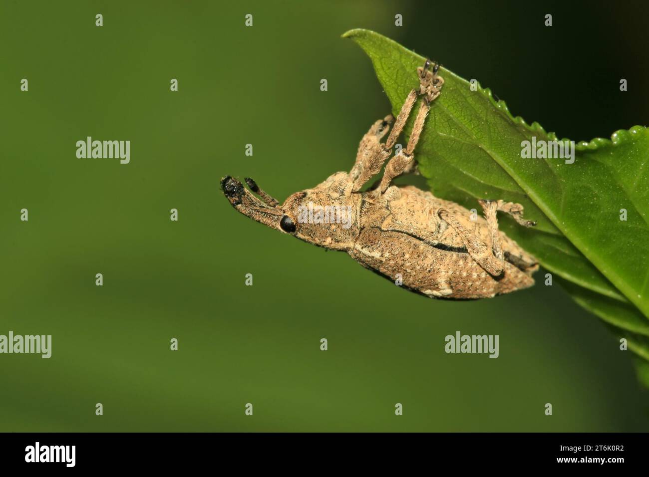 Brown bug with long nose hi-res stock photography and images - Alamy