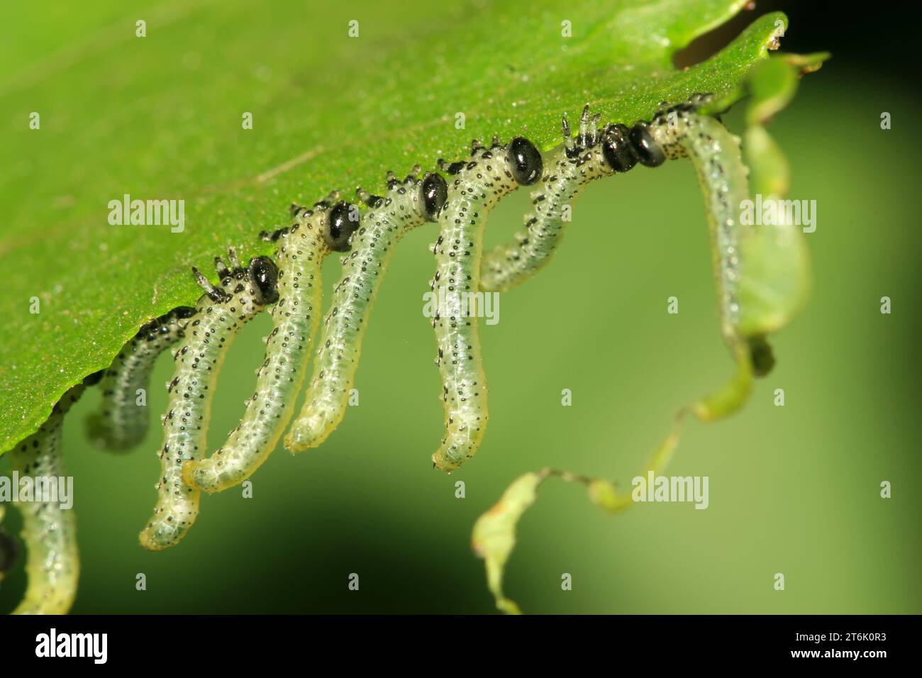 groups of insects eating leaves in china Stock Photo - Alamy