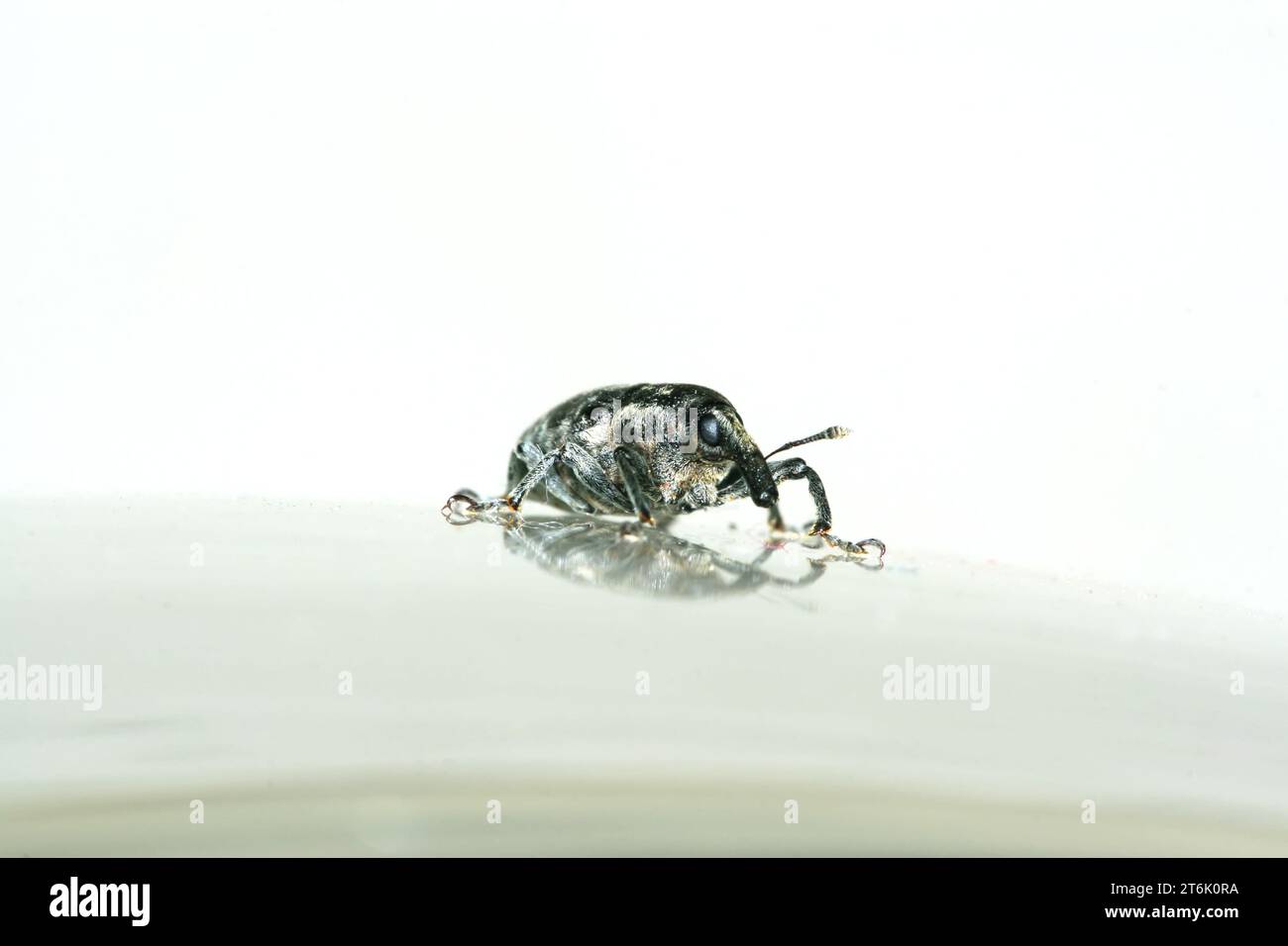 a kind of insect has a long nose Stock Photo - Alamy