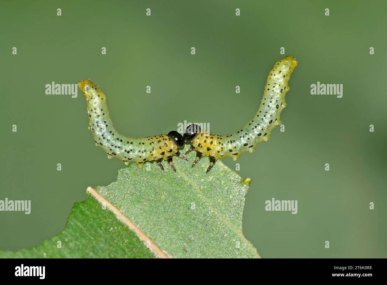 groups of insects eating leaves in china Stock Photo - Alamy