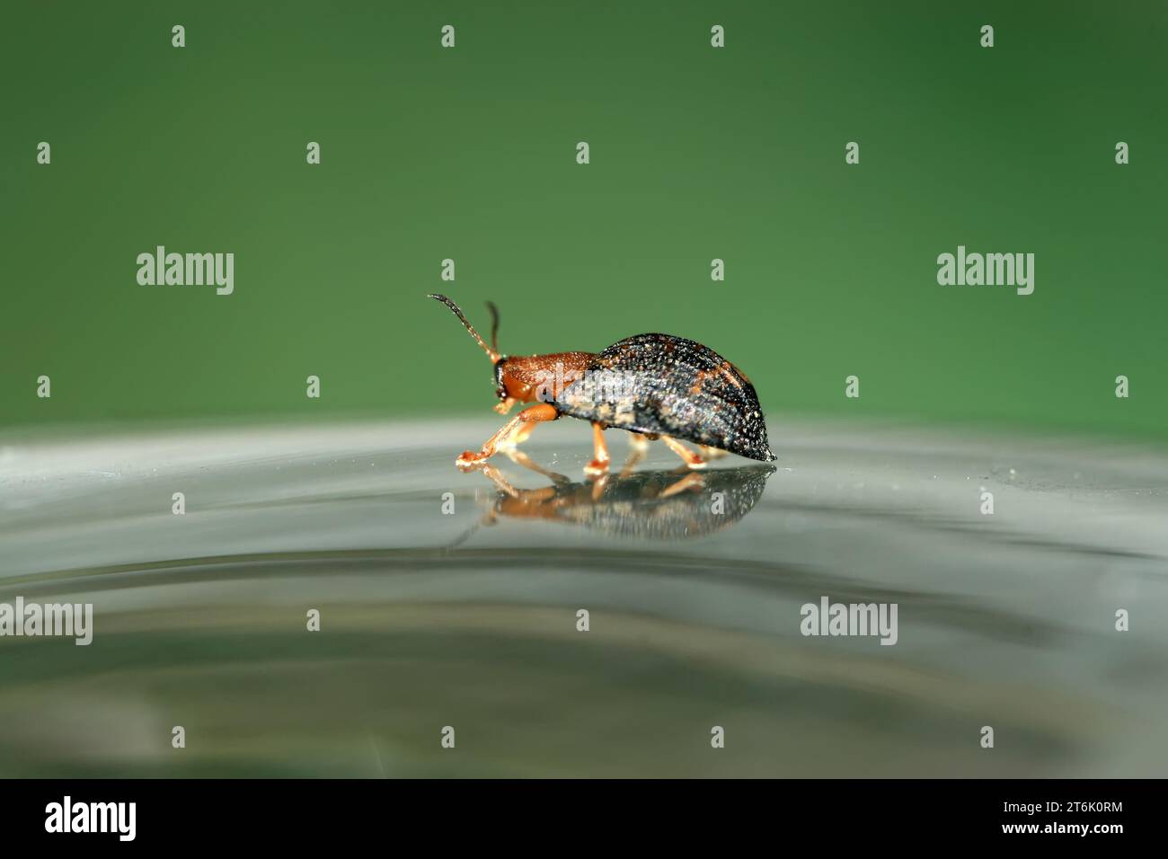 a kind of funny insects in coleoptera Stock Photo - Alamy