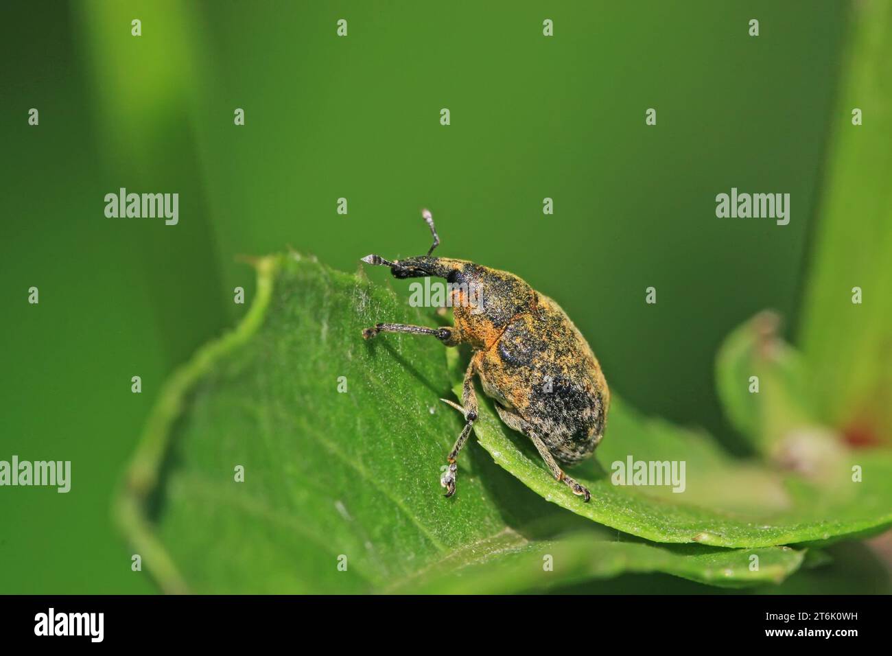 a kind of insect has a long nose in the wild Stock Photo - Alamy